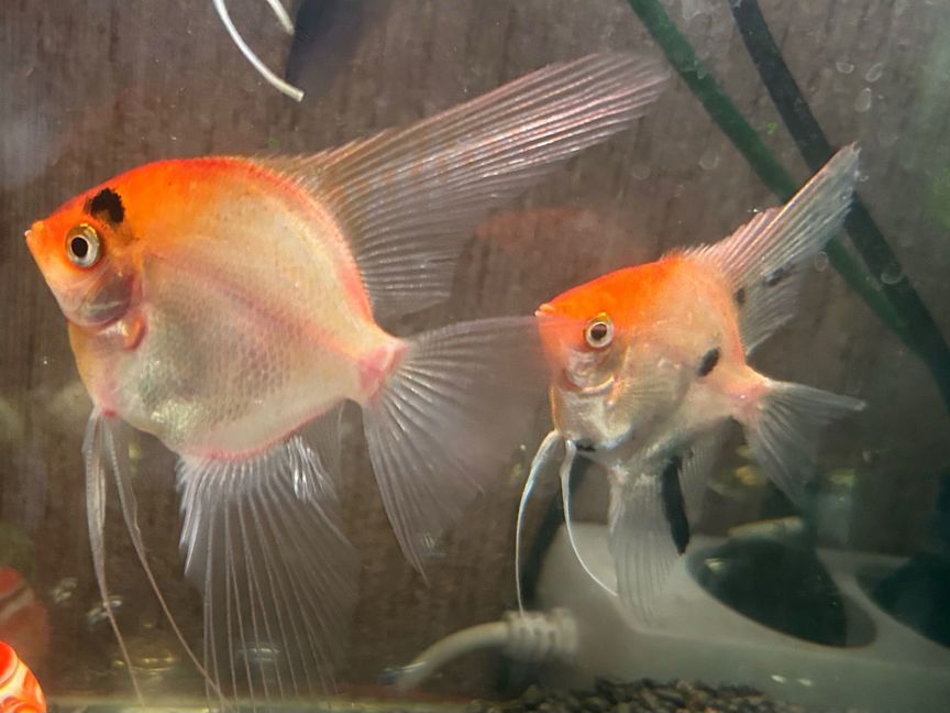 Скалярии кои