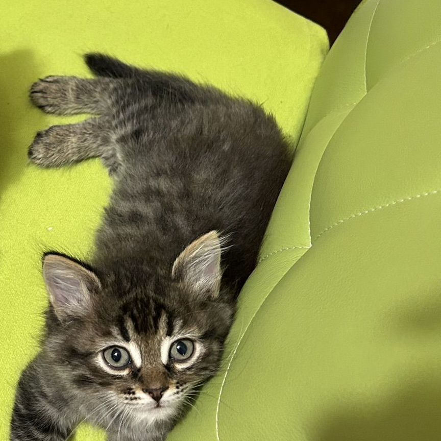 Домашние животные котята