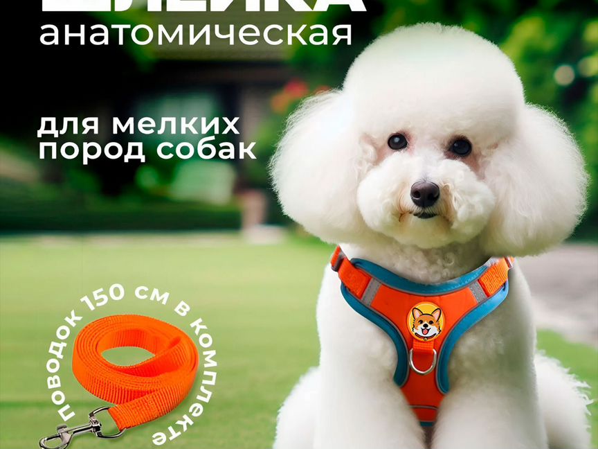 Шлейка с поводком для маленьких собак