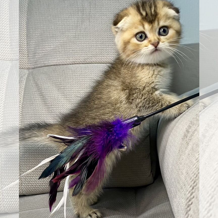 Шотландский вислоухий короткошёрстный котёнок