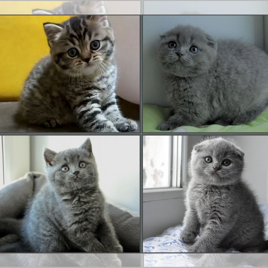 Шотландские котята из питомника