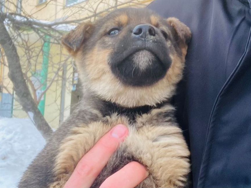 Собака в добрые руки отдам бесплатно