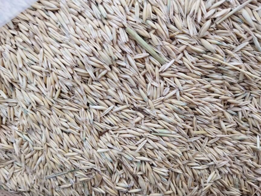 Кормовая кукуруза, Семечко на корм