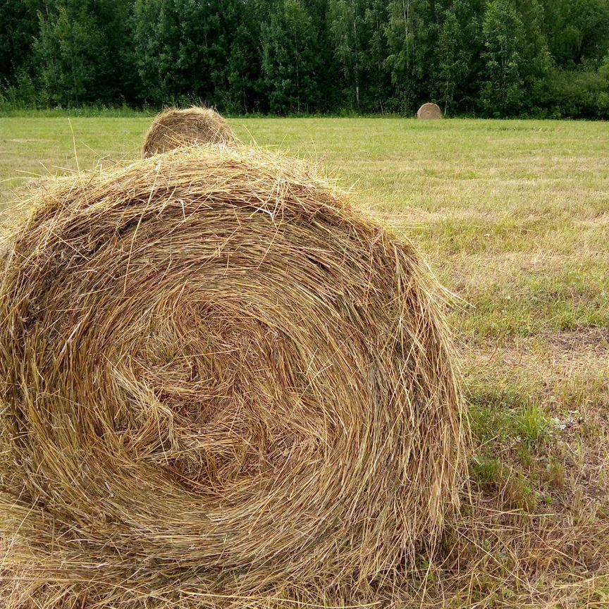 Сено в рулонах