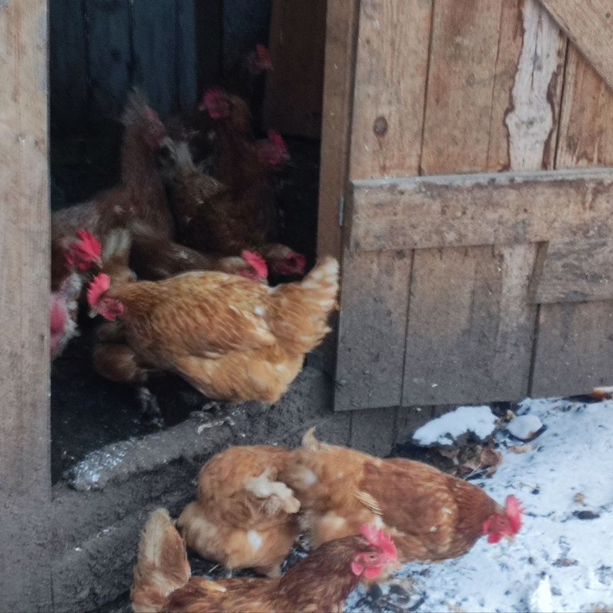 Куры несушки