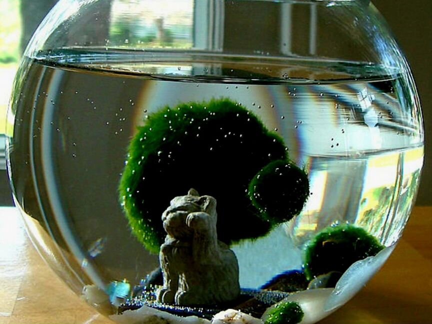 Аквариумные растения