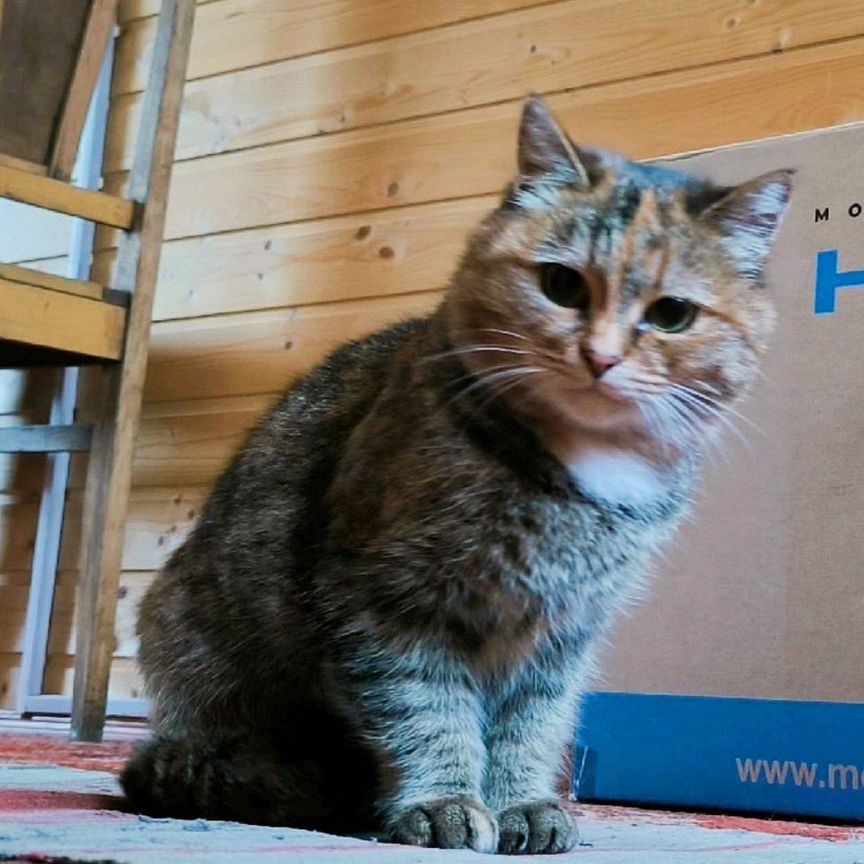 Кошечка ищкт семью