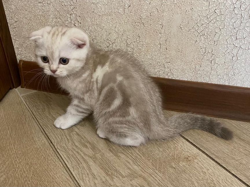 Шотландская вислоухая кошечка