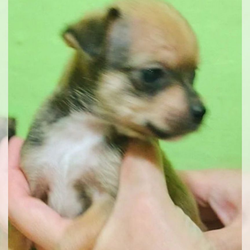 Чихуахуа, щенок