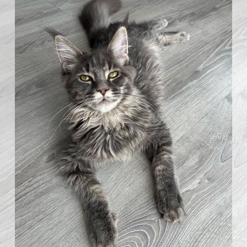 Мейн-кун, кошка вязка