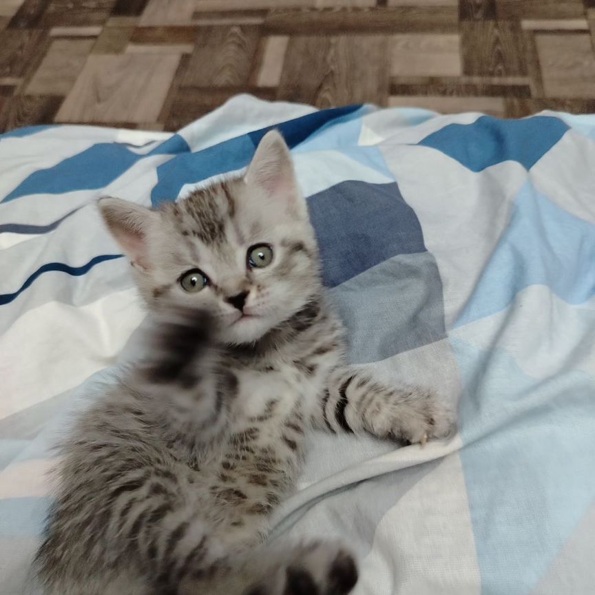 Британские котята серые