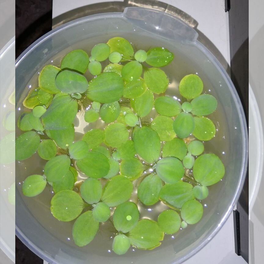 Пистия в аквариум