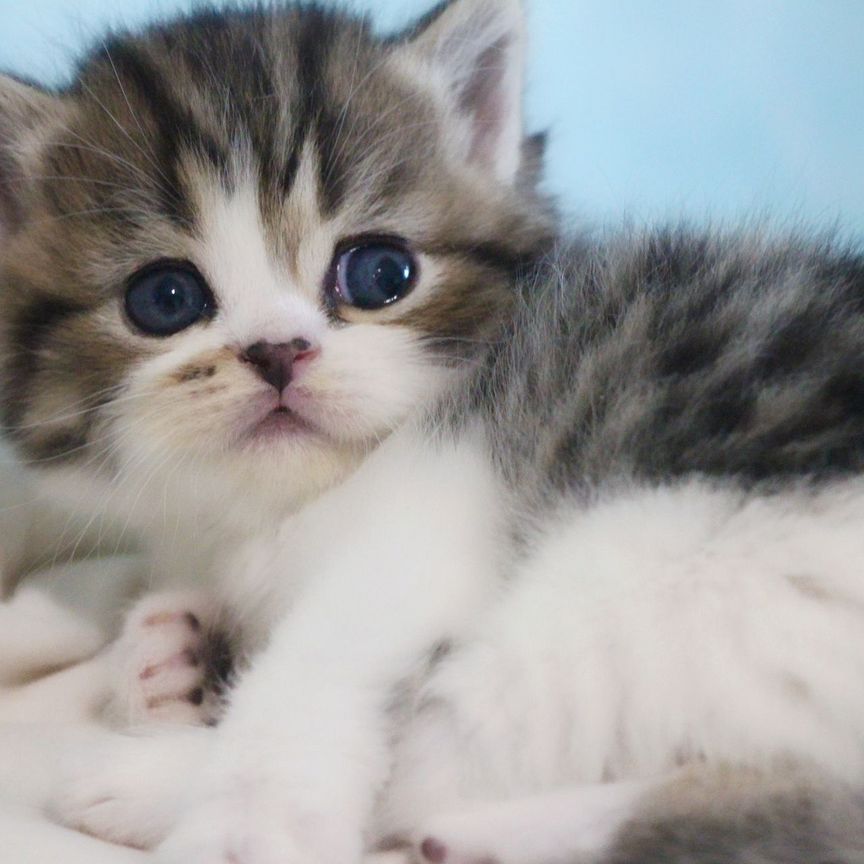 Мальчик шотландский прямоухий короткошерстный