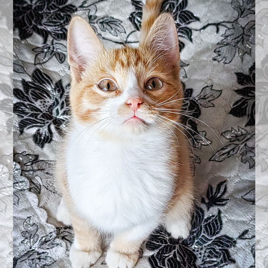 Солнечный мальчишка