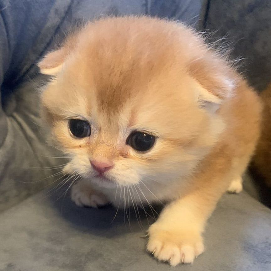 Шотландский вислоухий короткошёрстный котёнок