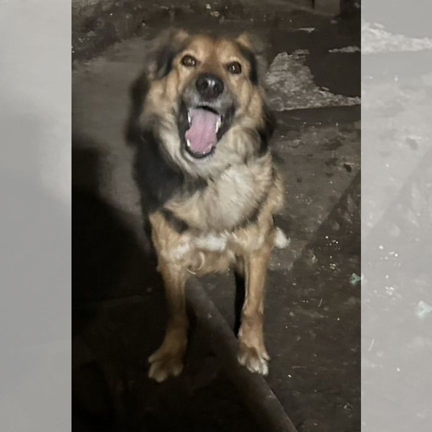 Собачка смесь овчарки и аллабая