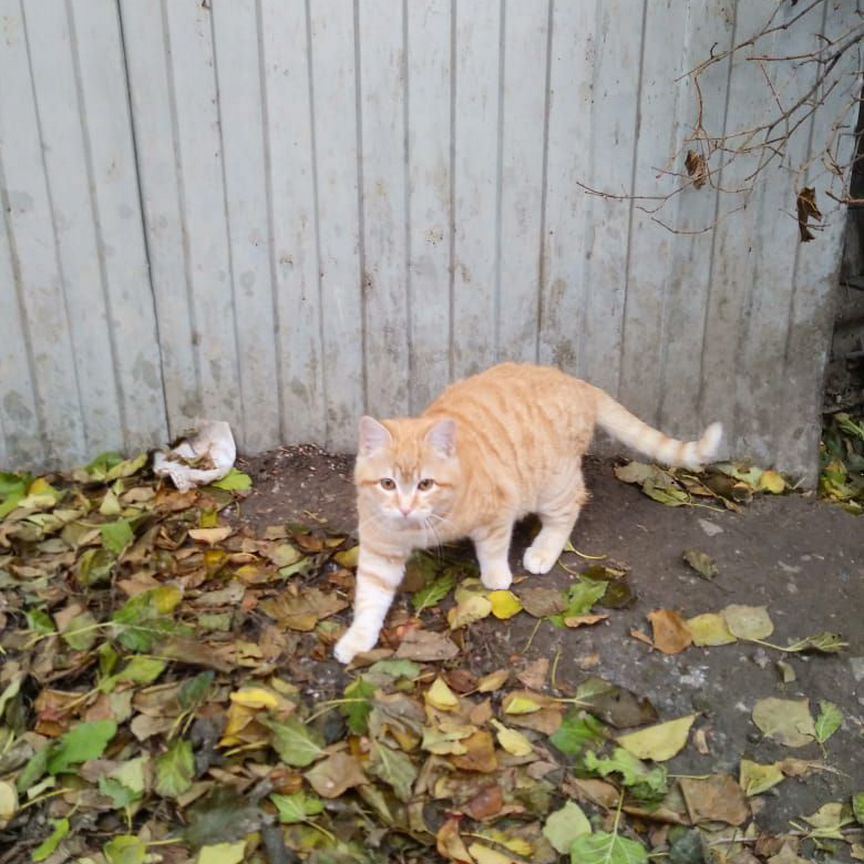 Котик в добрые руки