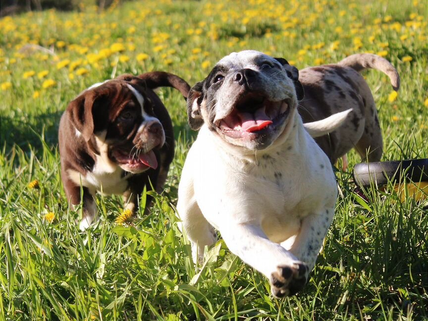 Американский булли щенки