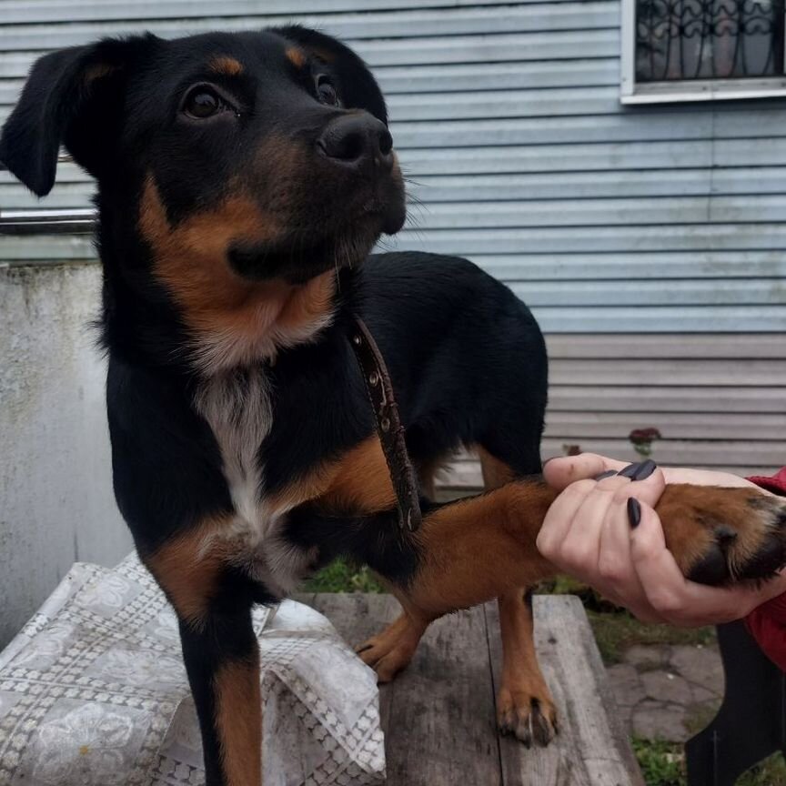 Ротвейлер, щенок