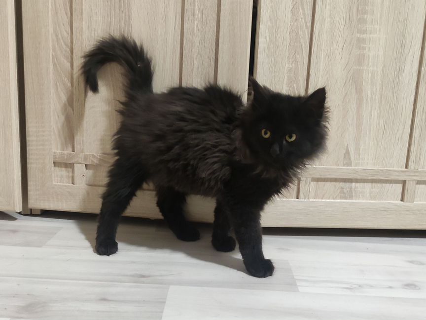 Котёнок Найт 3 мес в добрые руки