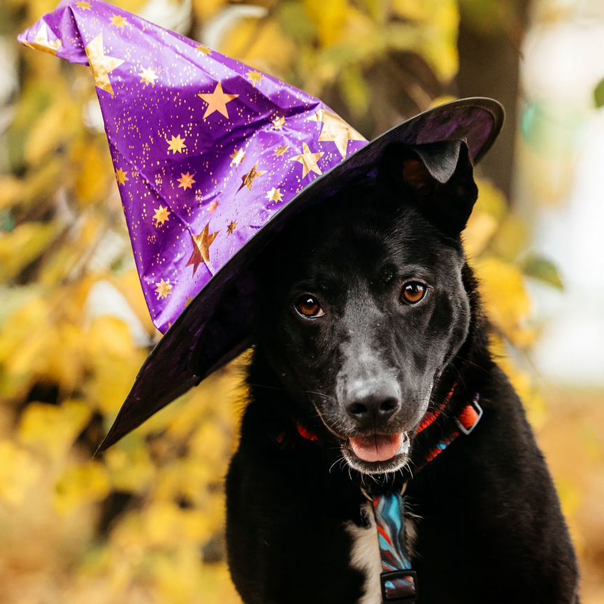 Вошебный пес Мерлин ищет дом