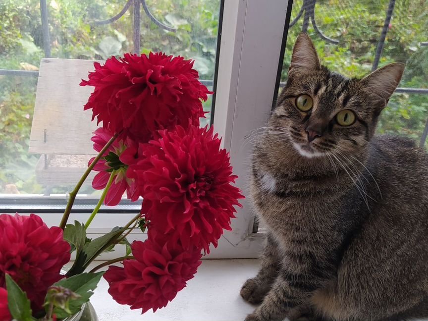 Кошки в добрые руки