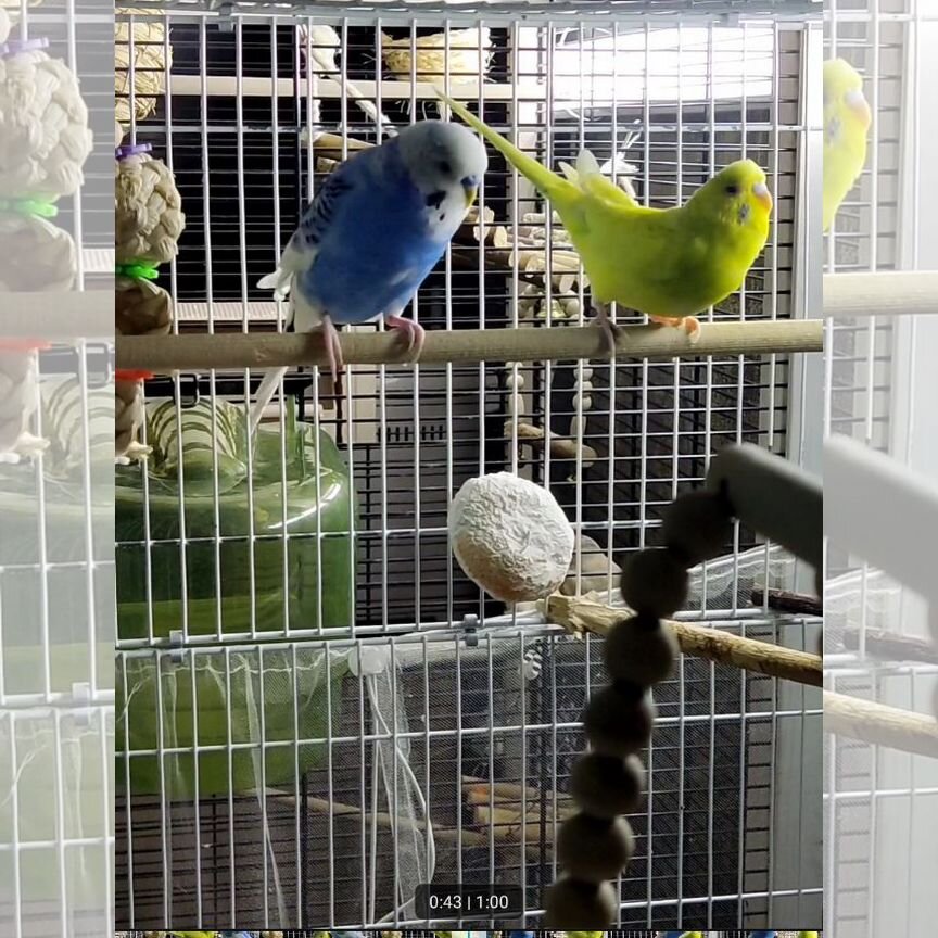 Волнистый попугай