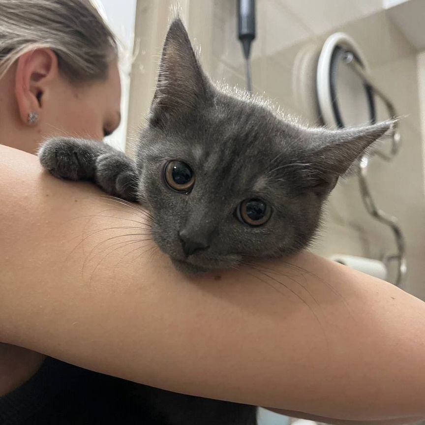 Котенок девочка в добрые руки