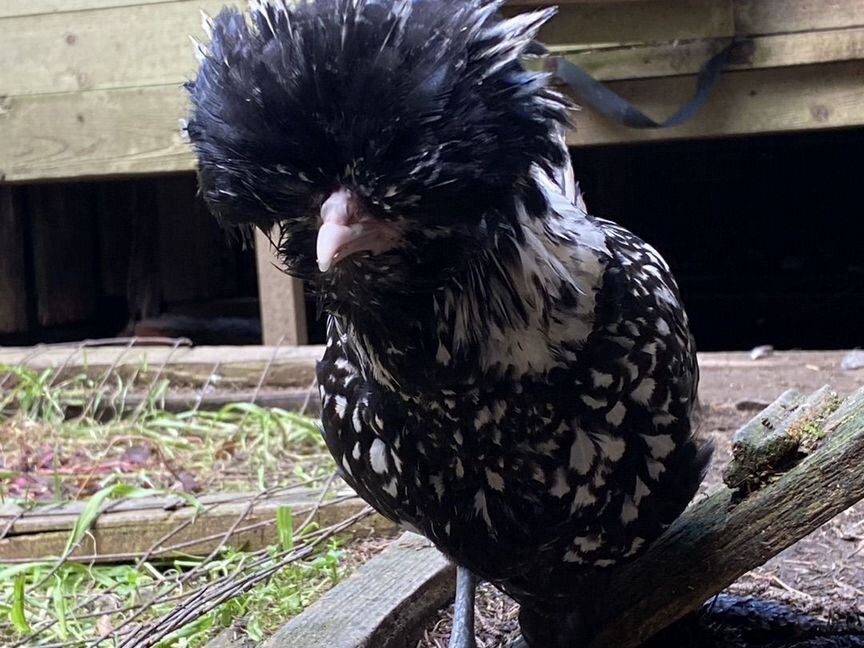 Петух Падуан серебристый Импорт