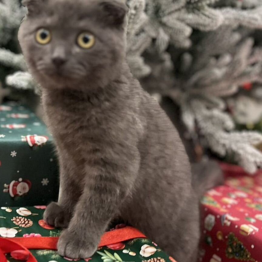 Шотландский вислоухий короткошёрстный котёнок