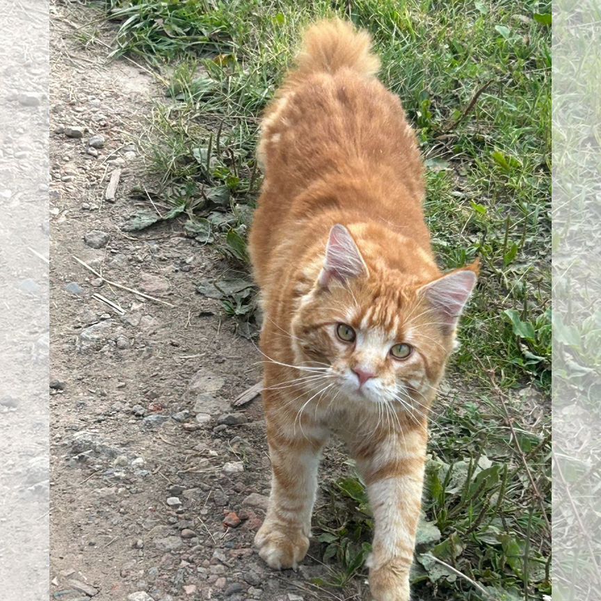 Найден кот, кошка