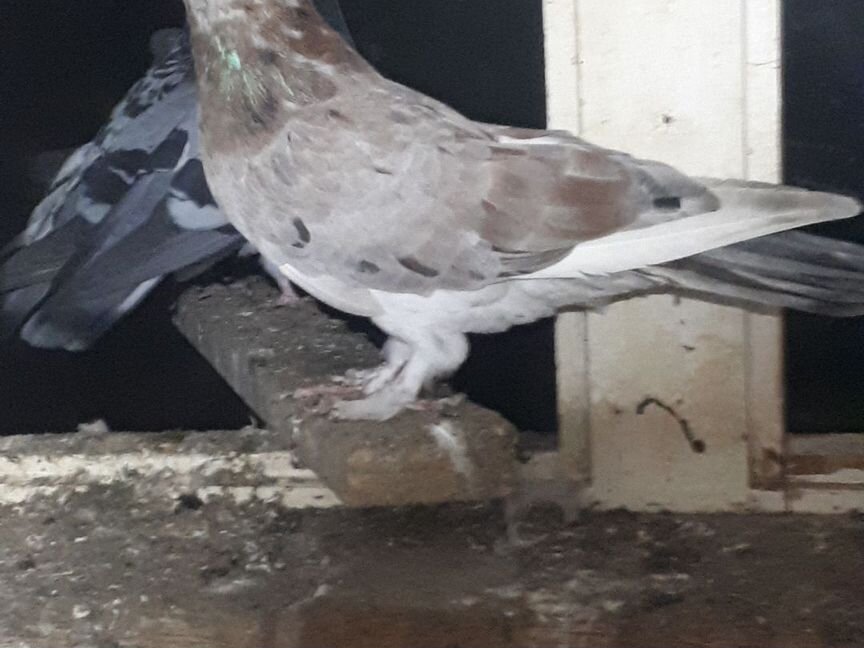 Годуби от 700