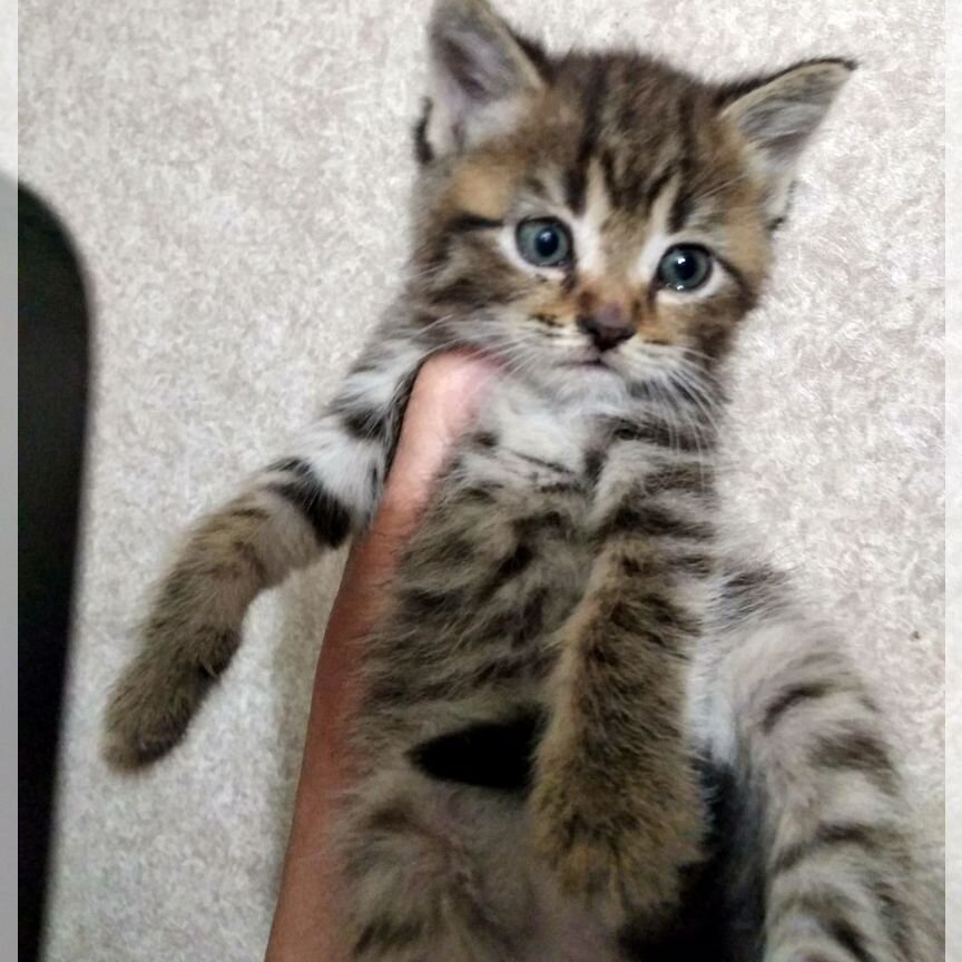 Котенок мальчик.Месяц 10 дней