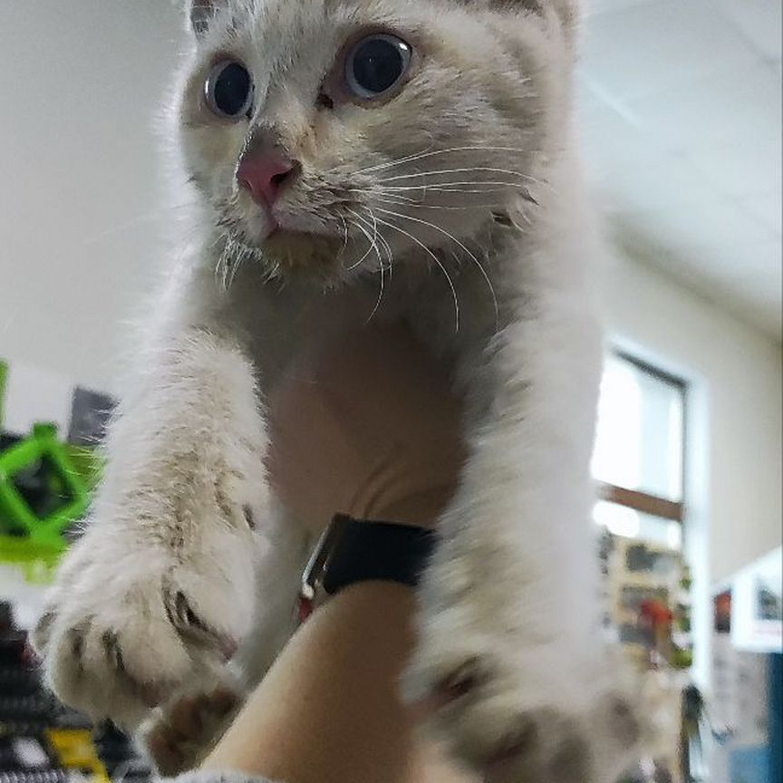 Котики бесплатно маленький