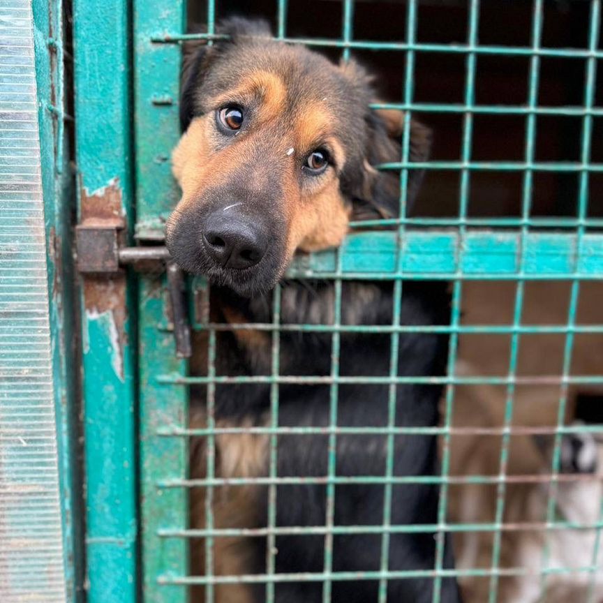 Лепс щенком попал в приют, ищем дом