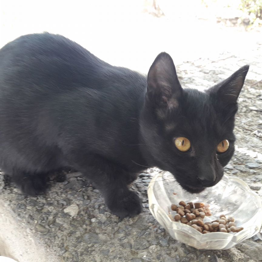 Отдам бесплатно животные