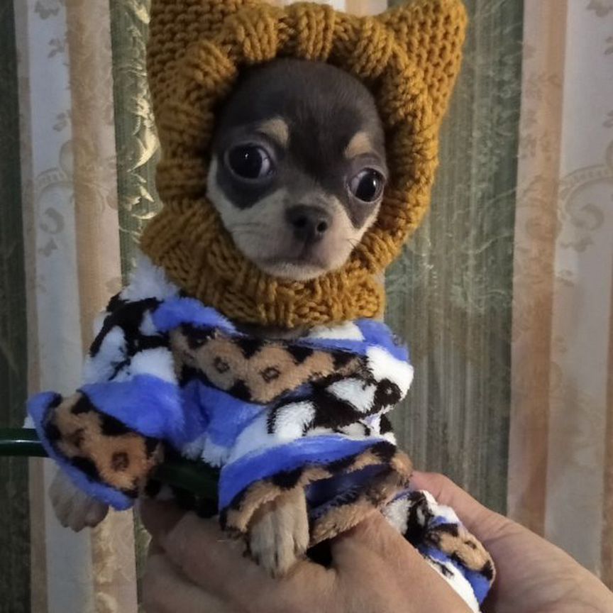 Чихуахуа, щенок