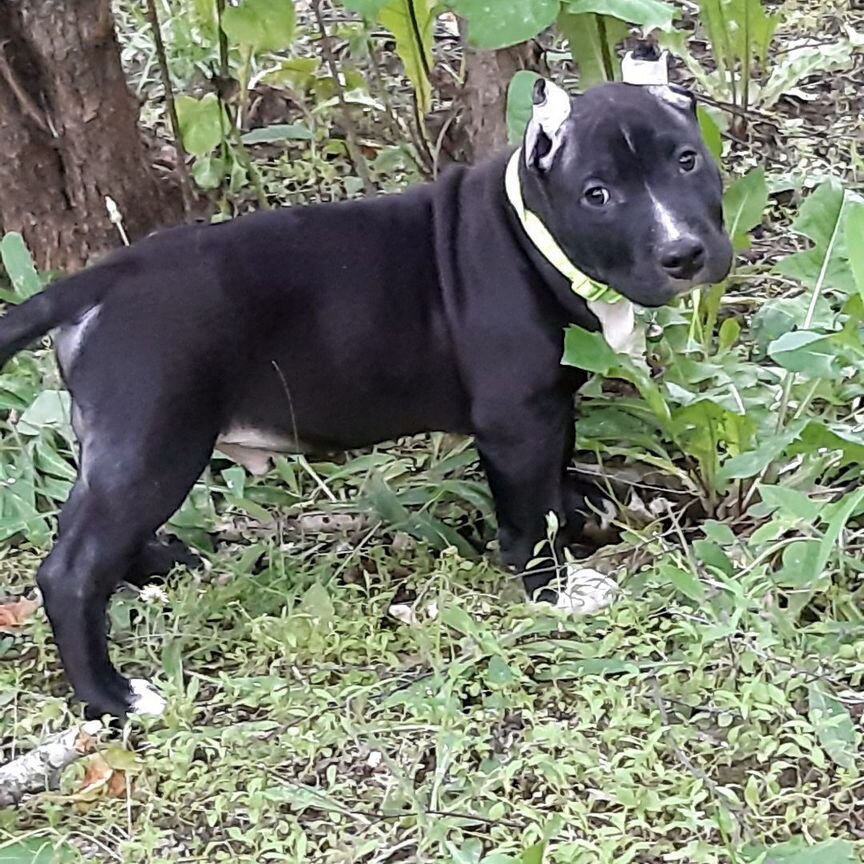 Мальчик аст