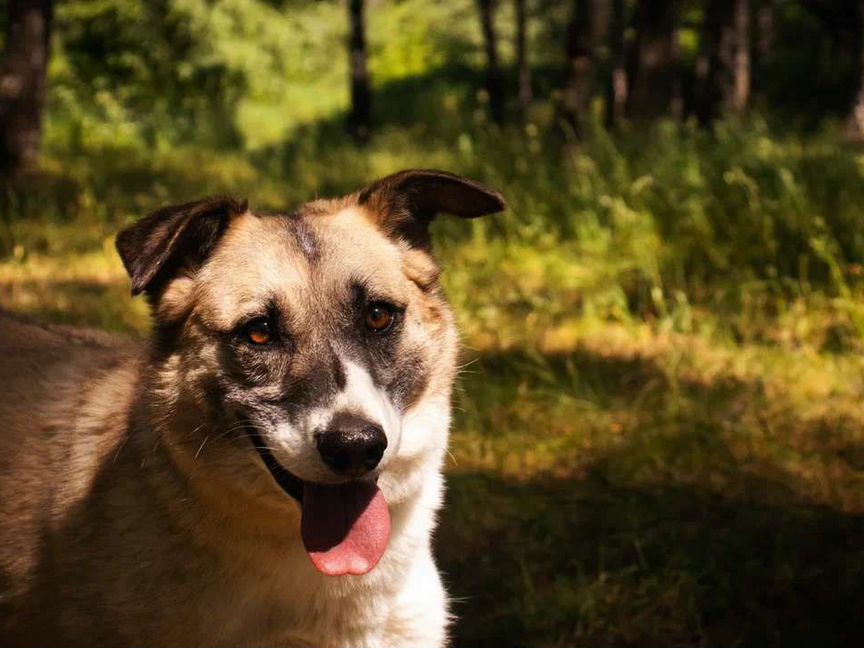 Собака мечтает покинуть приют