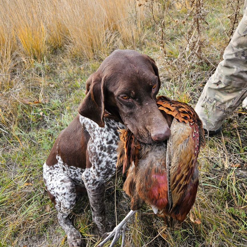 Курцхар вязка