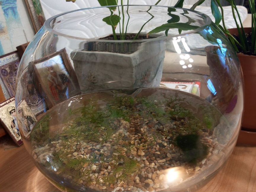 Аквариум круглый стеклянный, 30\ 25 см.17 л