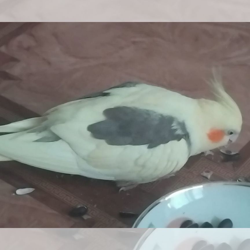 Отдам самку карелы попугая, желательно в пару