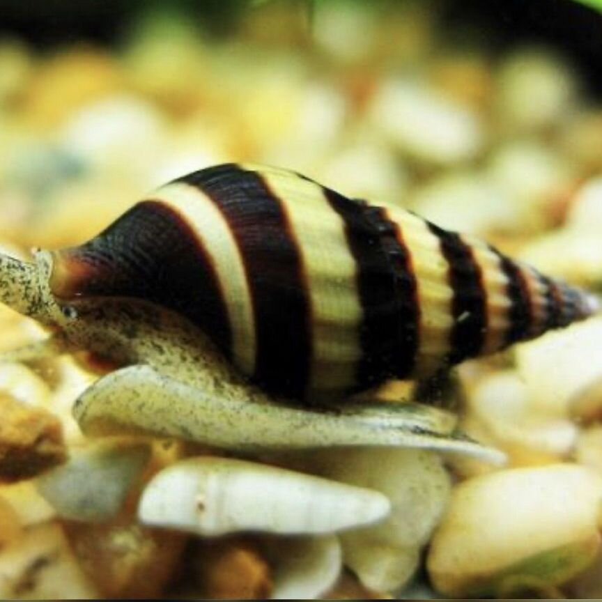 Улитка Хелена