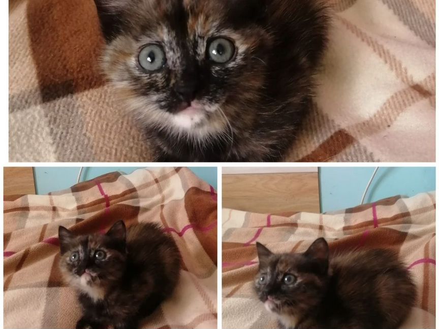 Кошечка пушистая