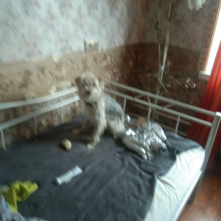 Мальчик привит кастрирован год