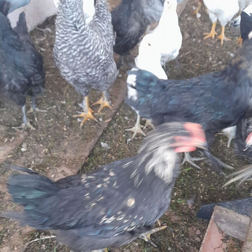 Петушки молодые