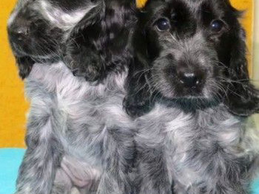 Ушастые друзья