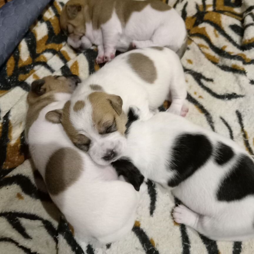 Джек-рассел-терьер, щенок