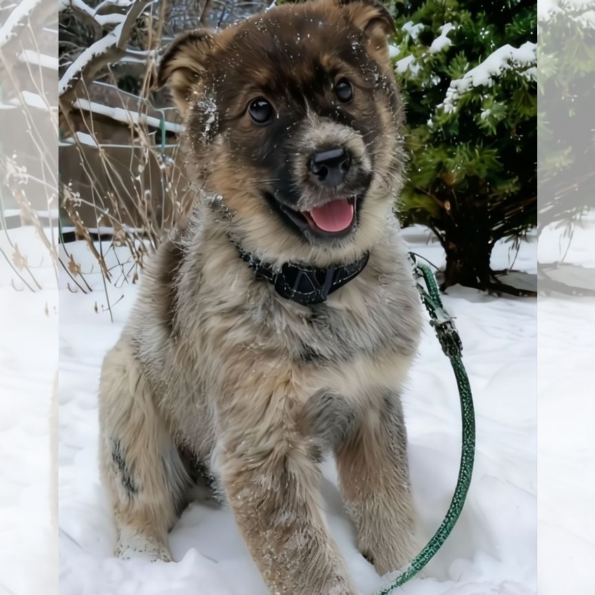 Щенок в добрые руки