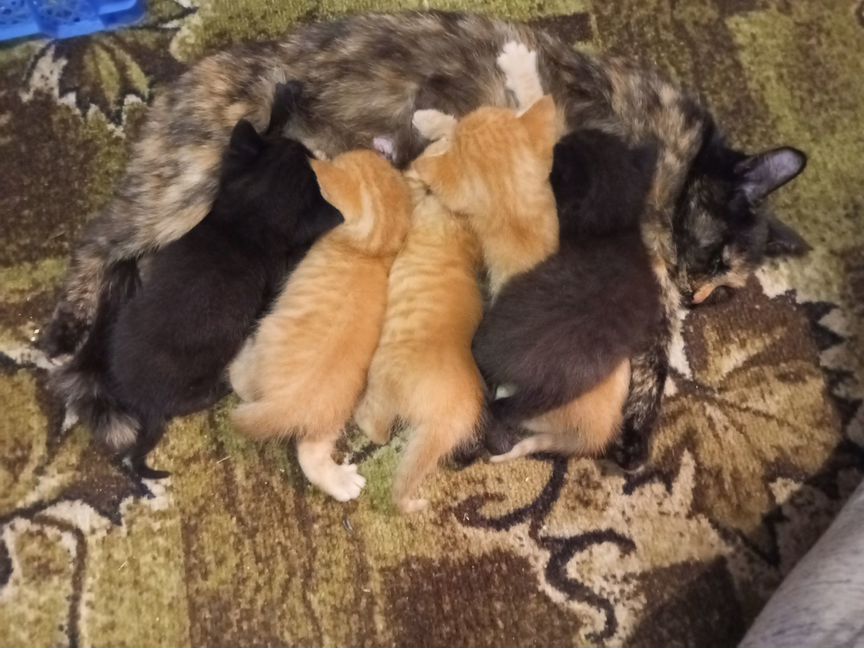 Котатя